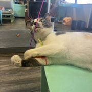 MOCHAS AND MEOWS - 77 Photos & 43 Reviews - 3265 Falls Pkwy, Branson ...
