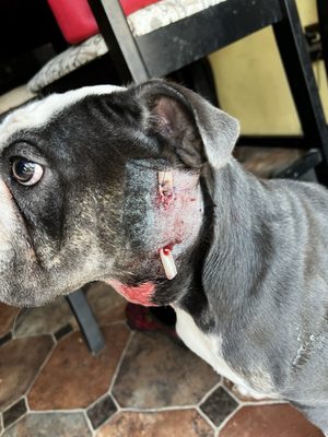 ARROW ANIMAL URGENT CARE - Updated January 2026 - 14 Photos & 56 ...