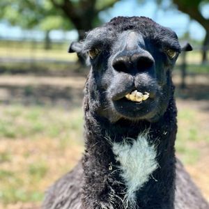 HUDDIN HOMESTEAD FUN FARM - Updated October 2025 - 45 Photos - 1666 ...