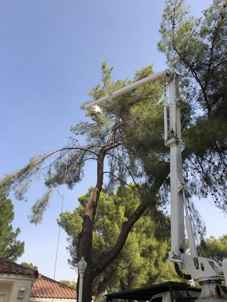 TREE MONKEY - Updated January 2026 - 19 Photos - 304 S Jones Blvd, Las ...