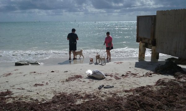 KEY WEST DOG BEACH - 30 Photos & 20 Reviews - Beaches - Vernon St And ...