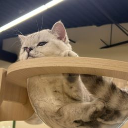 MEOW WOO STUDIO - Updated October 2025 - 40 Photos - 9555 Yonge Street ...