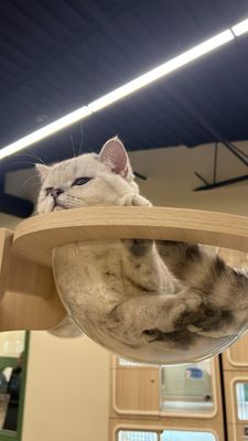 MEOW WOO STUDIO - Updated October 2025 - 40 Photos - 9555 Yonge Street ...