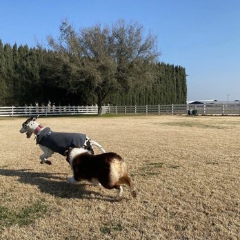 CR RANCH PET-O-TEL - Updated August 2024 - 135 Photos & 72 Reviews ...