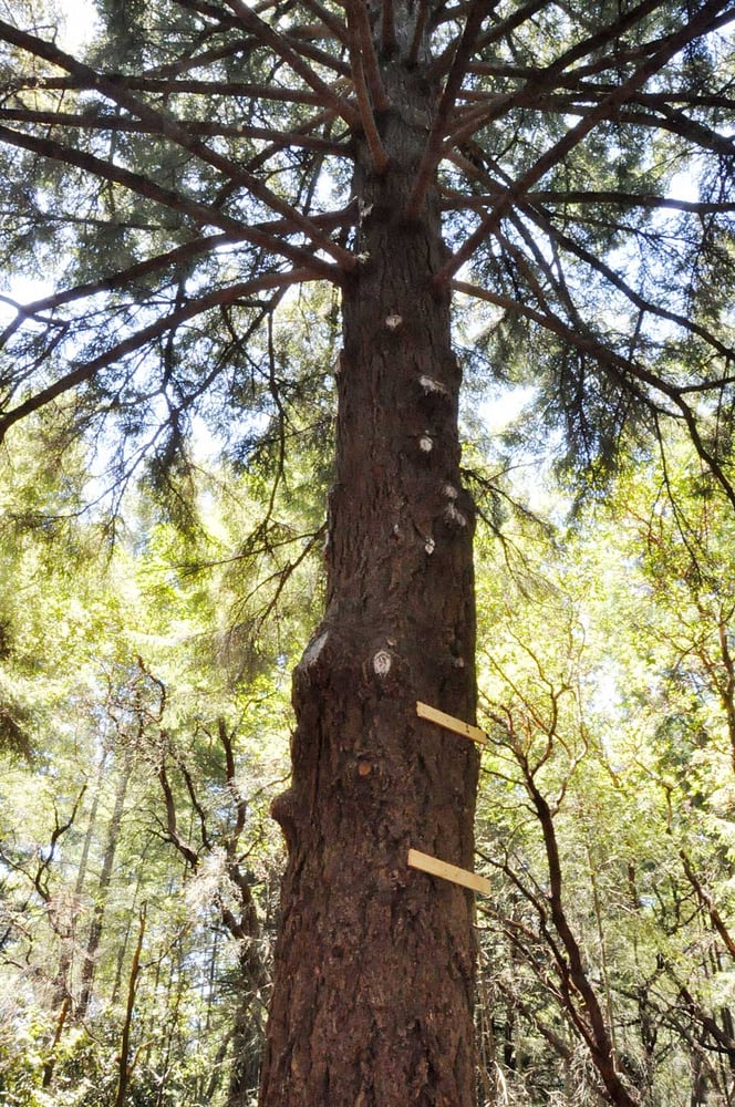 TREE 9 - Updated November 2025 - 14 Reviews - 1 Chinquapin Rd, Santa ...