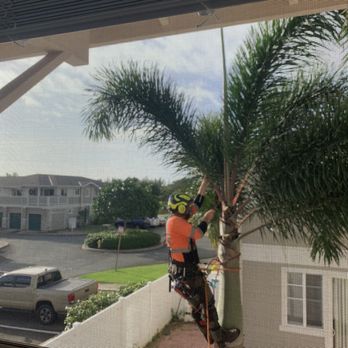 ISLAND TREES - Updated October 2025 - 179 Photos & 61 Reviews - Kailua ...