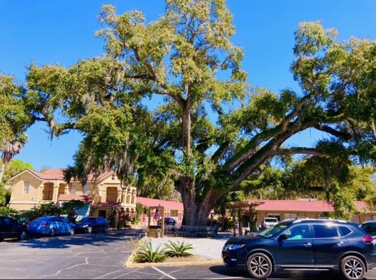 THE OLD SENATOR TREE - Updated October 2025 - 36 Photos & 12 Reviews ...