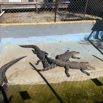 GULF COAST GATOR RANCH & TOURS - TEMP. CLOSED - 189 Photos & 93 Reviews ...