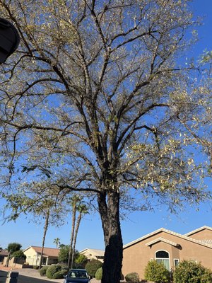 ARIZONA URBAN ARBORIST - Updated December 2025 - 22 Photos - Mesa ...