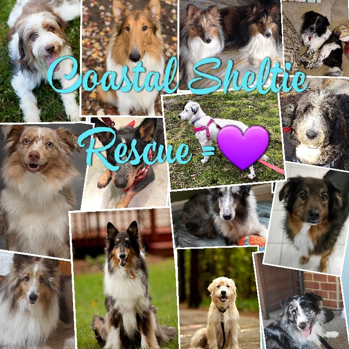 VIRGINIA SHELTIE AND COLLIE RESCUE - Updated July 2024 - Request ...