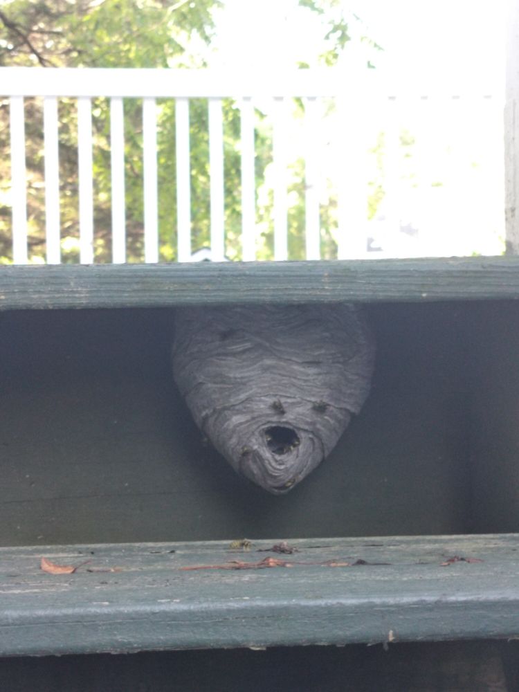 ADVANCED PEST INNOVATIONS - Updated October 2025 - 29 Photos & 15 ...