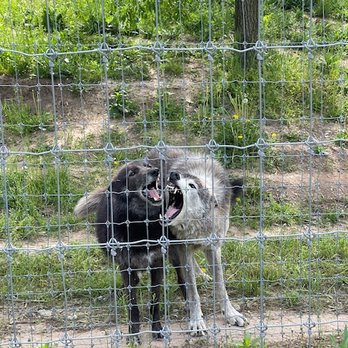 THE WOLF SANCTUARY OF PA - Updated July 2025 - 283 Photos & 128 Reviews ...