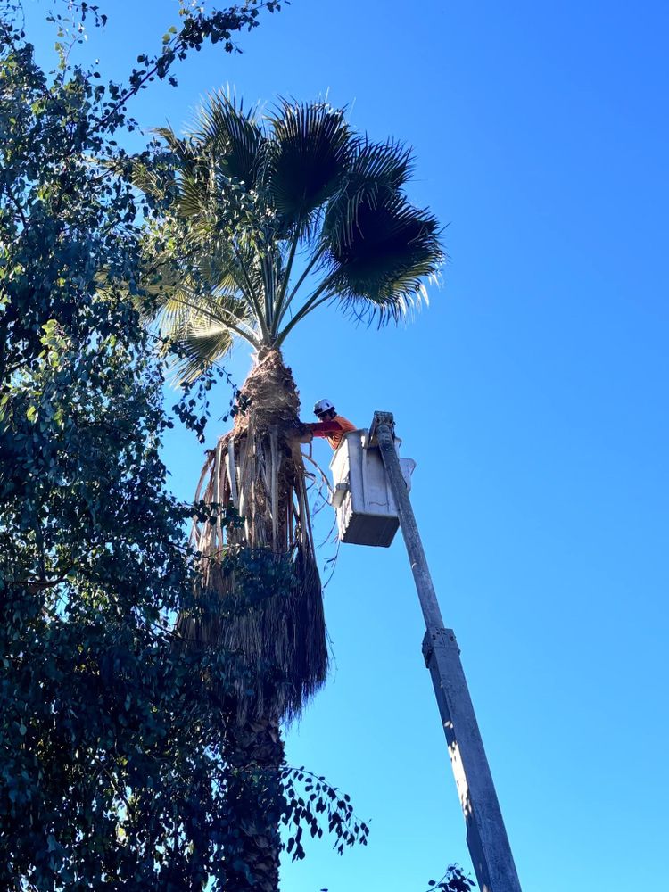 CARDENAS TREE PERFECTION - Updated March 2025 - 61 Photos - Modesto ...