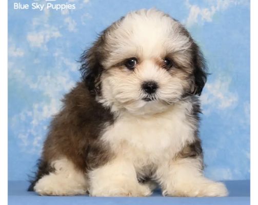 BLUE SKY PUPPIES - ORLANDO - Updated December 2025 - 38 Photos & 44 ...