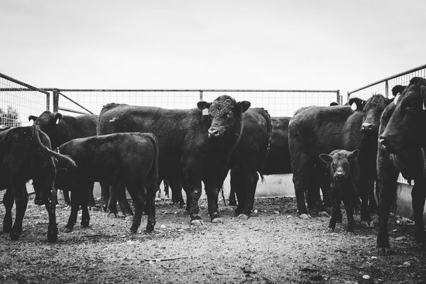 JACOBY FEED & SEED - Updated October 2025 - 31 Photos - 101 N Main St ...