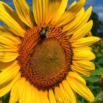 THE ANDERSON SUNFLOWER FARM - Updated May 2026 - 82 Photos & 25 Reviews ...