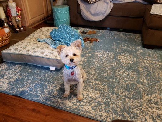 ALTA LOMA ANIMAL HOSPITAL - 109 Photos & 273 Reviews - 7289 Amethyst ...