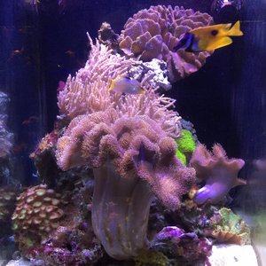 PISCES PET EMPORIUM - 33 Photos & 42 Reviews - 4921 Skyline Way NE ...