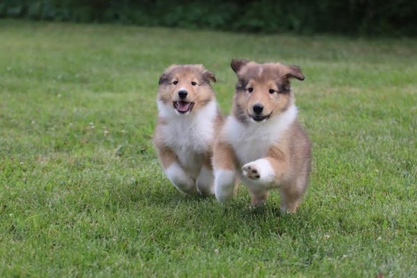 GARLIND RIDGE COLLIES - Updated May 2025 - Blanchardville, Wisconsin ...