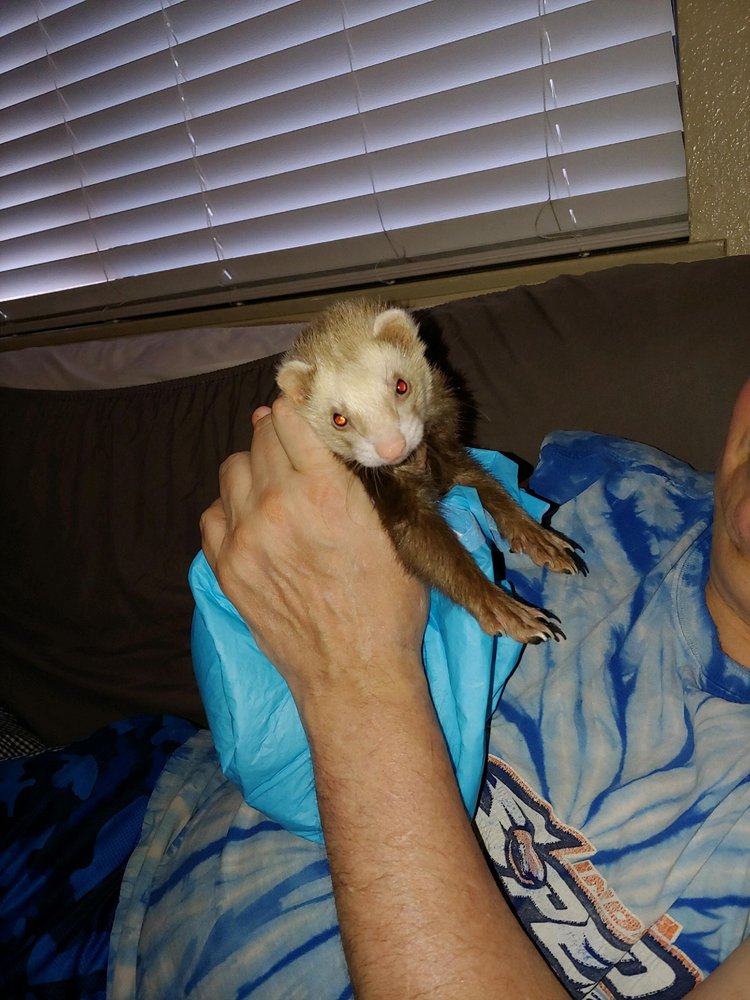 ANGEL FERRET SHELTER SERVICES - Updated May 2024 - 14 Photos & 11 ...