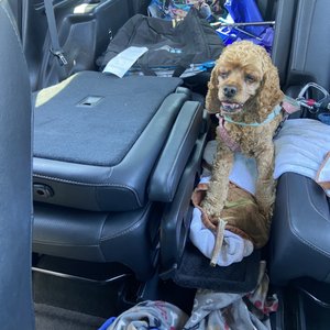 CENTENNIAL ANIMAL HOSPITAL - Updated April 2025 - 72 Photos & 293 ...