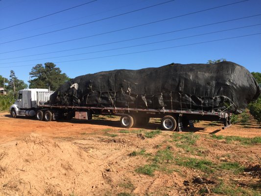 IKTHUS TREE FARMS - Updated March 2025 - 14 Photos - Palmetto, Georgia ...