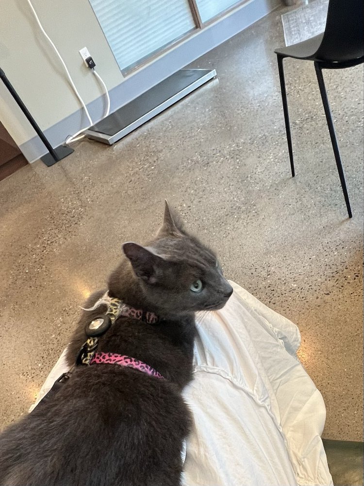 RAVENNA ANIMAL HOSPITAL - Updated December 2025 - 62 Reviews - 2900 NE ...