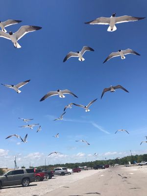 PASCAGOULA BEACH PARK - Updated June 2025 - 55 Photos & 14 Reviews ...