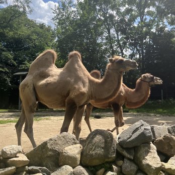 ROGER WILLIAMS PARK ZOO - Updated November 2024 - 1170 Photos & 297 ...