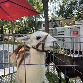 MARSHA’S ZOO - Updated January 2026 - 21 Photos - New Caney, Texas ...