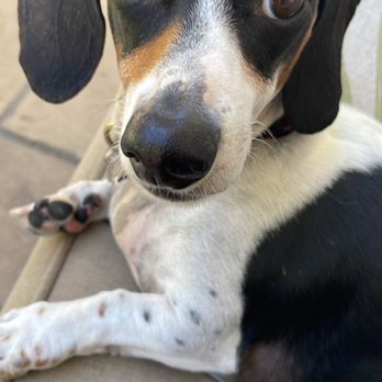 PAWS CROSSING PET RESORT & SPA - Updated December 2025 - 53 Photos ...