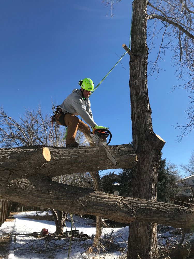 ARBOR NATION - Updated September 2025 - 119 Photos - Lakewood, Colorado ...