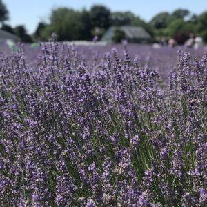 IACONO FARMS - 14 Reviews - 106 Long Ln, East Hampton, NY - Yelp