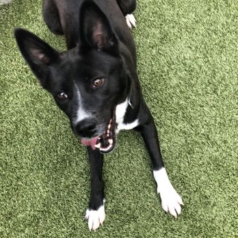 SEATTLE HUMANE - Updated December 2025 - 134 Photos & 222 Reviews ...