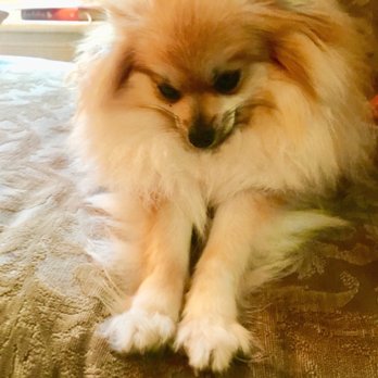 JACK’S DOG FARM - Updated October 2025 - 26 Photos & 38 Reviews - 6370 ...