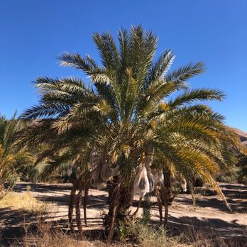 CHINA RANCH DATE FARM - Updated December 2025 - 493 Photos & 130 ...