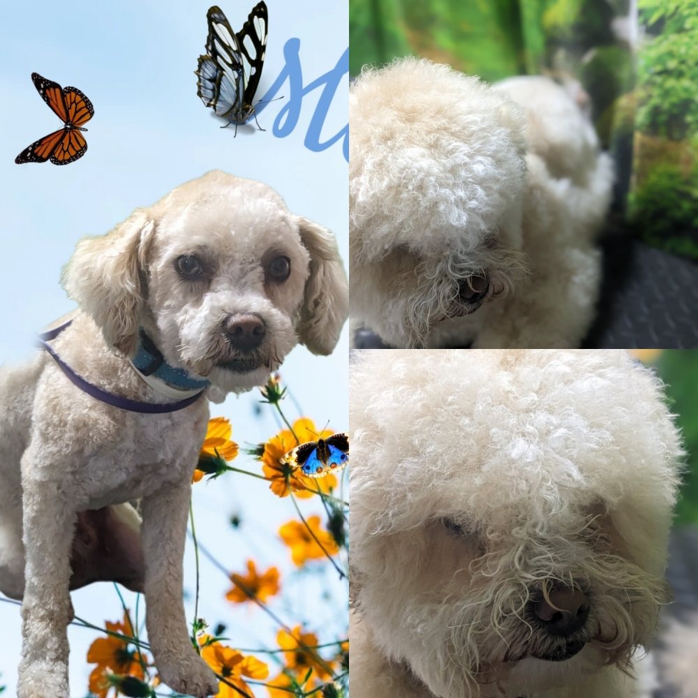 CHARLENE’S DOG SPA - Updated December 2025 - 331 Photos & 20 Reviews ...