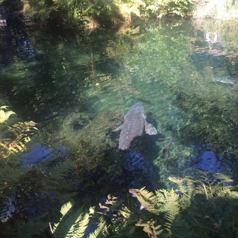 BONNEVILLE DAM FISH HATCHERY - Updated July 2025 - 490 Photos & 117 ...