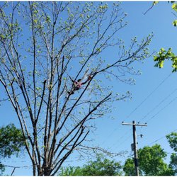 MOLINA TREE SERVICE - 163 Photos - Longview, TX - Yelp