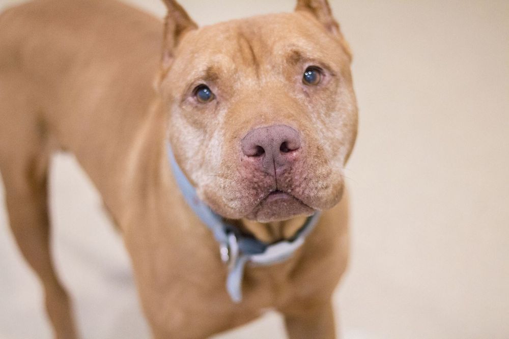 MONTGOMERY COUNTY ANIMAL SERVICES AND ADOPTION CENTER - Updated ...