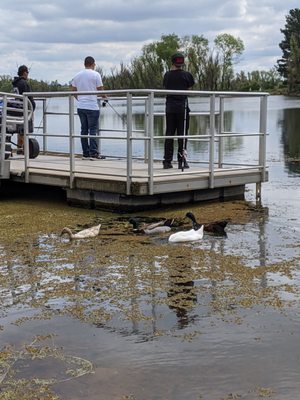 MATHER FIELD LAKE REGIONAL PARK - 345 Photos & 33 Reviews - 4101 Eagle ...