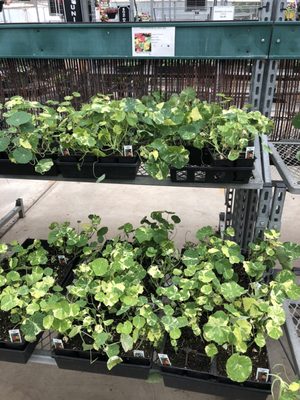 THE ROOT SELLER - Updated December 2025 - 10 Reviews - 16735 Zaychuk ...