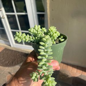 ISAAC FARMS - 441 Photos & 103 Reviews - Nurseries & Gardening - 18800 ...