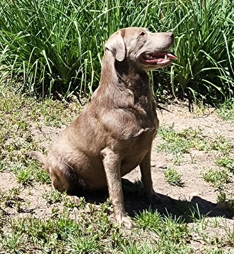 JOBS PEAK LABRADORS - Updated December 2025 - 18 Photos - Gardnerville ...