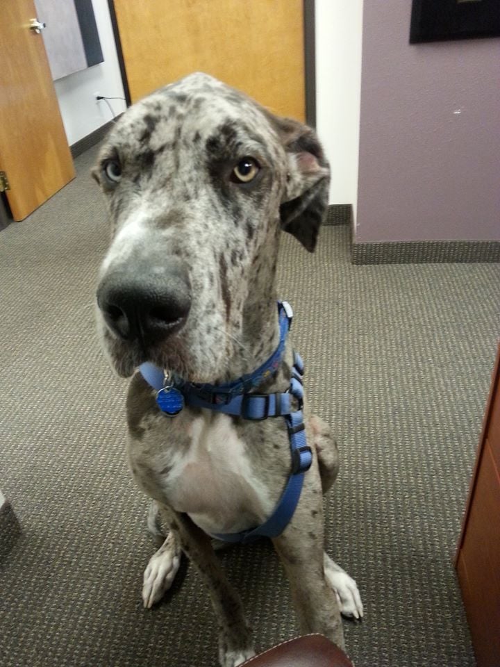 MATHEW BLACKBURN - Updated April 2024 - 9800 Mount Pyramid Ct ...