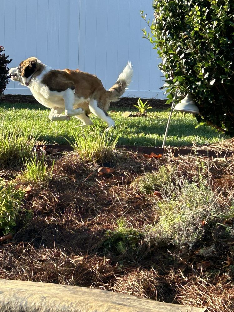 THE K9 COMMANDER - Updated January 2026 - 53 Photos - Youngsville ...