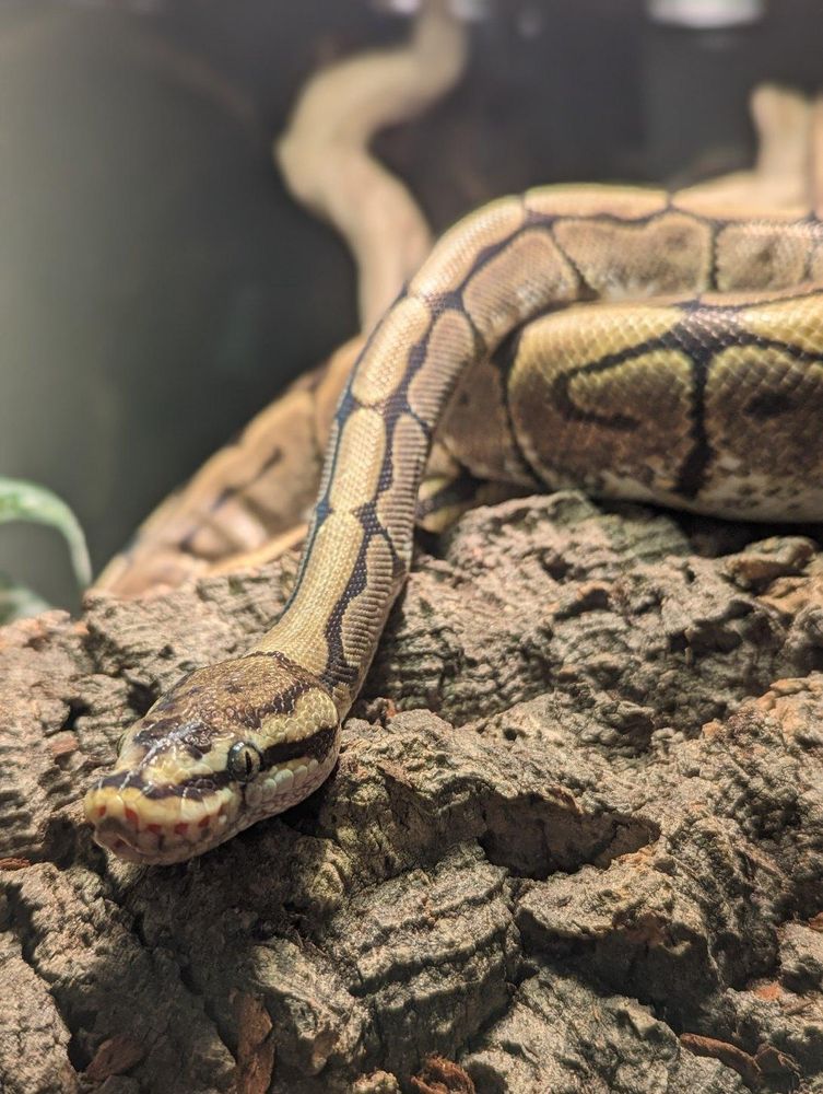 LLLREPTILE & SUPPLY - Updated August 2024 - 156 Photos & 35 Reviews ...