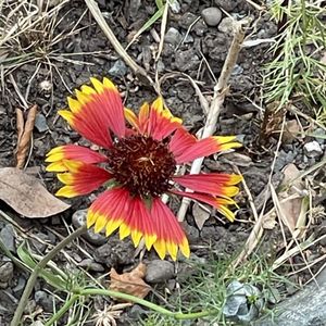 SHANNON PARK AND COMMUNITY CENTER - Updated February 2025 - 119 Photos ...