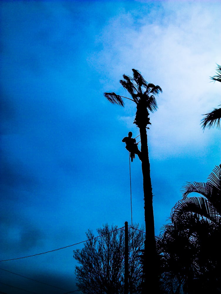 CAPTAIN’S TREE SERVICE - Updated June 2024 - Satellite Beach, Florida ...