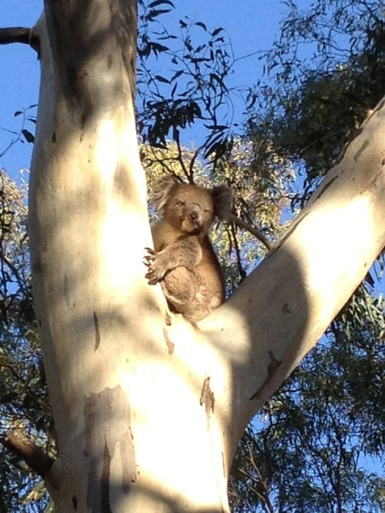 THE GUMS - Shakespeare Ave, Adelaide South Australia, Australia - Parks ...